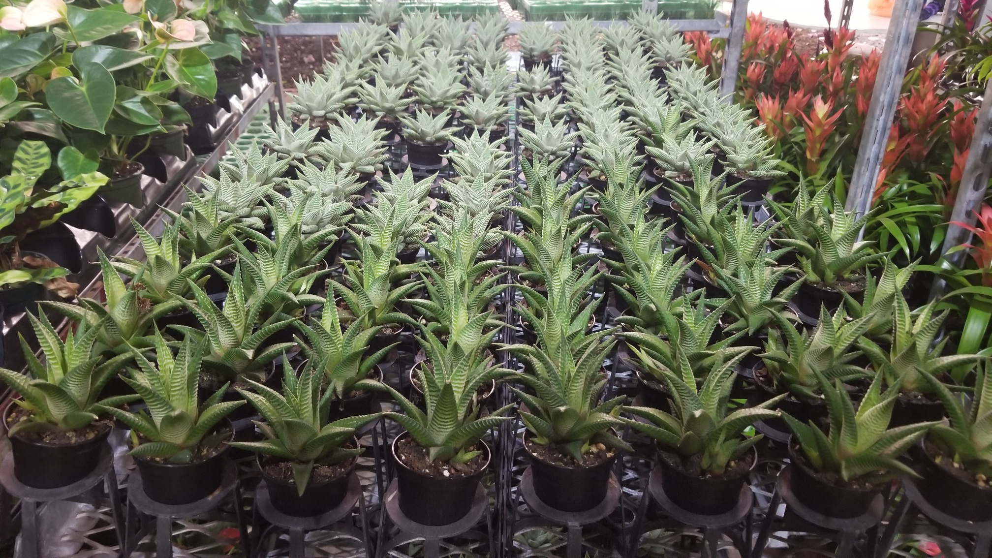 Our Greenery - Flora & More