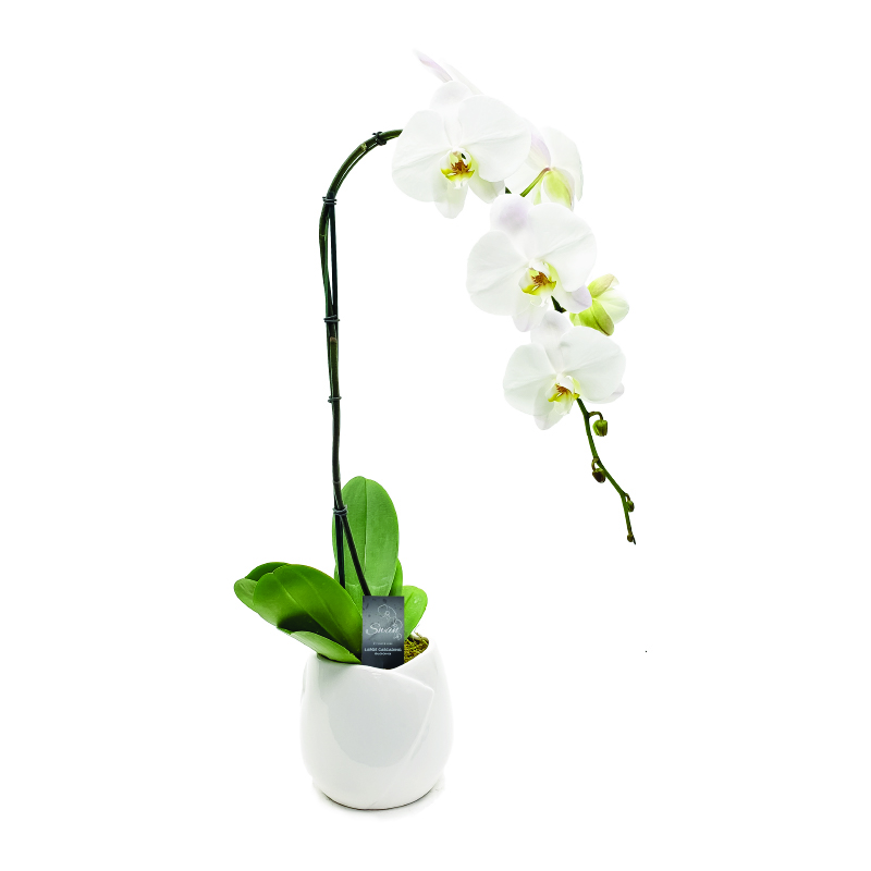 Orchids - Flora & More