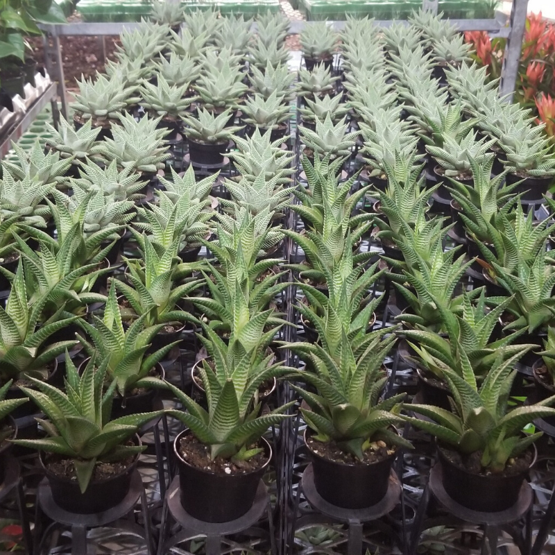 Our Greenery - Flora & More