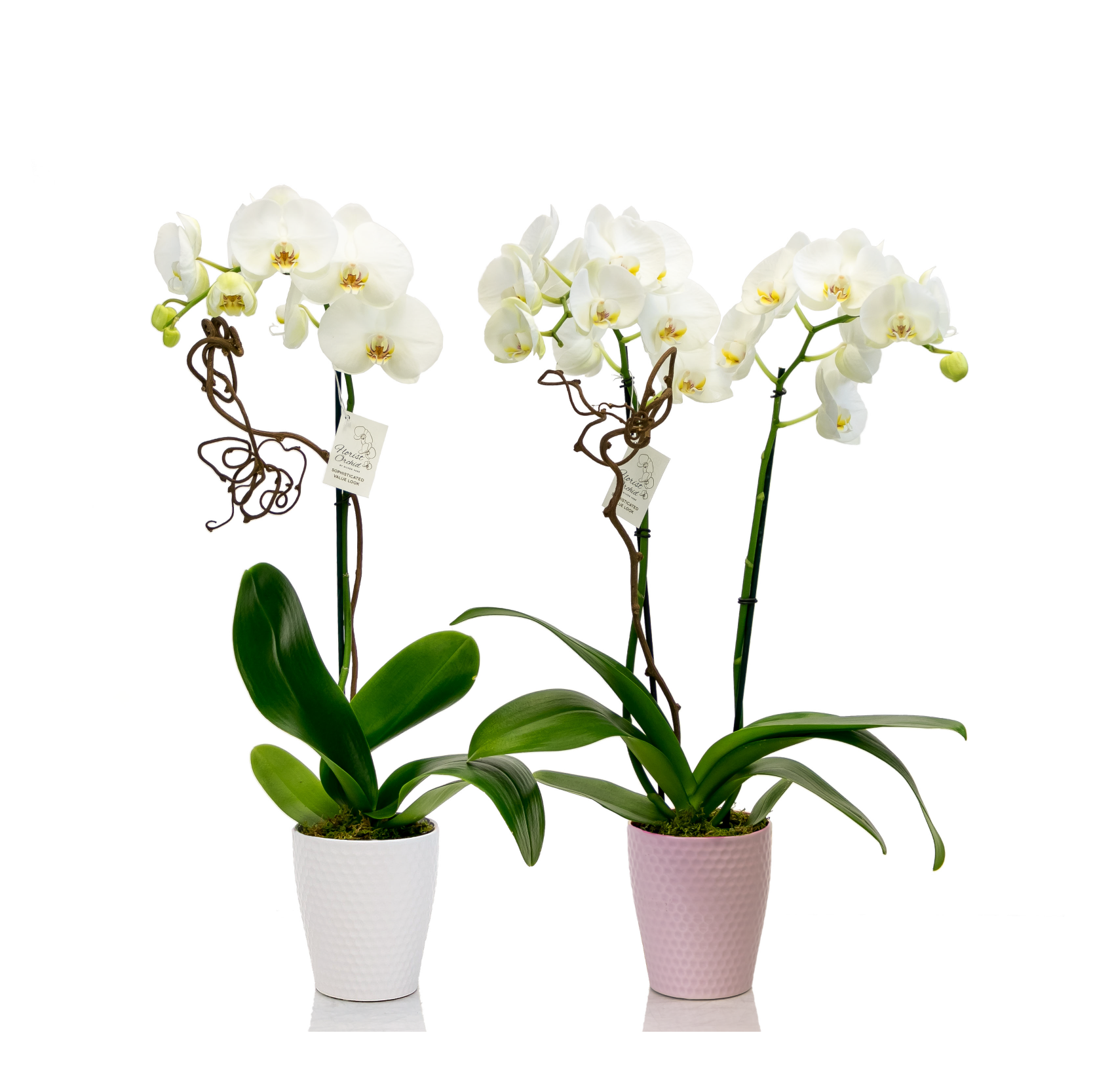 Orchids - Flora & More